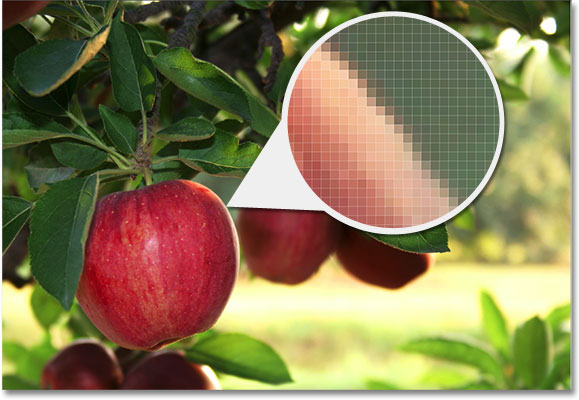 Why Do We Need Selections In Photoshop
