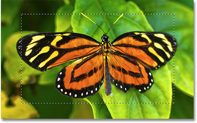 Transforming Selections In Photoshop